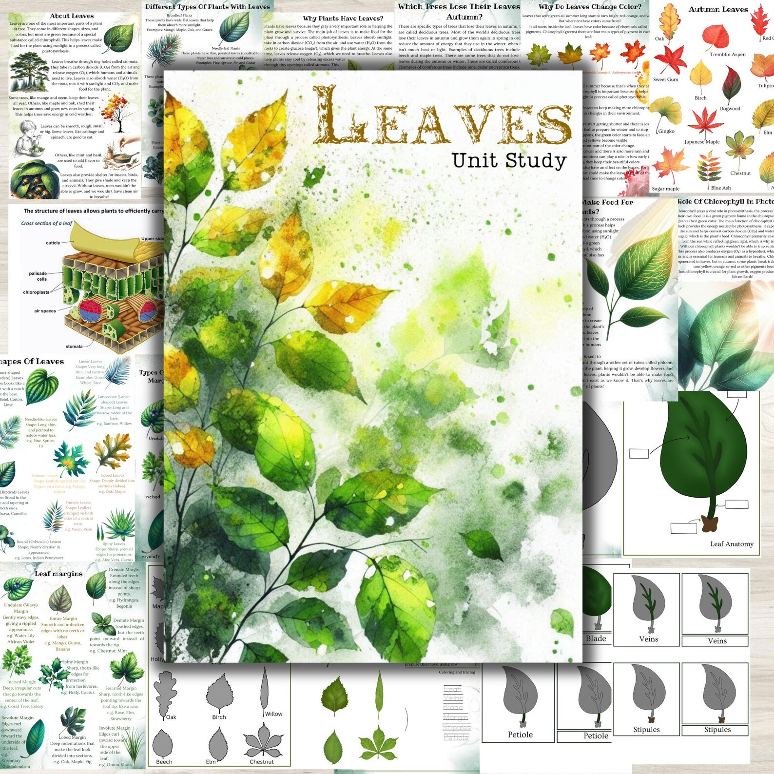 BOTANY Bundle, Flower Unit, Roots Unit, Fruits Unit, Trees Unit, Leaf ...