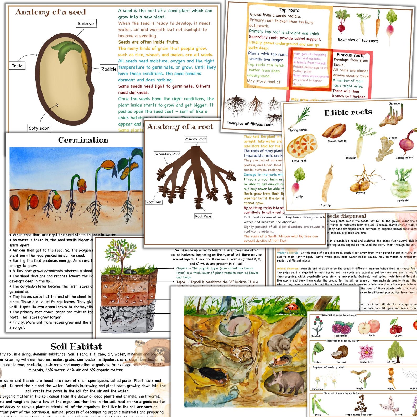 BOTANY Bundle, Flower Unit, Roots Unit, Fruits Unit, Trees Unit, Leaf ...