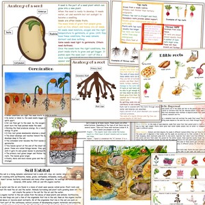 BOTANY Bundle, Flower Unit, Roots Unit, Fruits Unit, Trees Unit, Leaf ...
