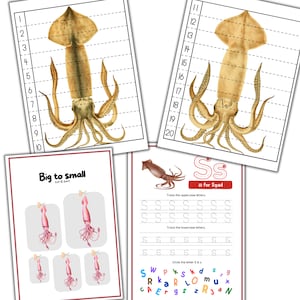 Squid Mini Unit Study, Mollusk Study, Sea Animals Activities, Squid ...