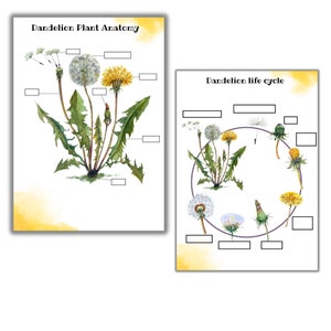 Dandelion Mini Unit Study, Summer Activity, Dandelion Activity, Home ...