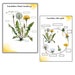 Dandelion Mini Unit Study, Summer Activity, Dandelion Activity, Home ...