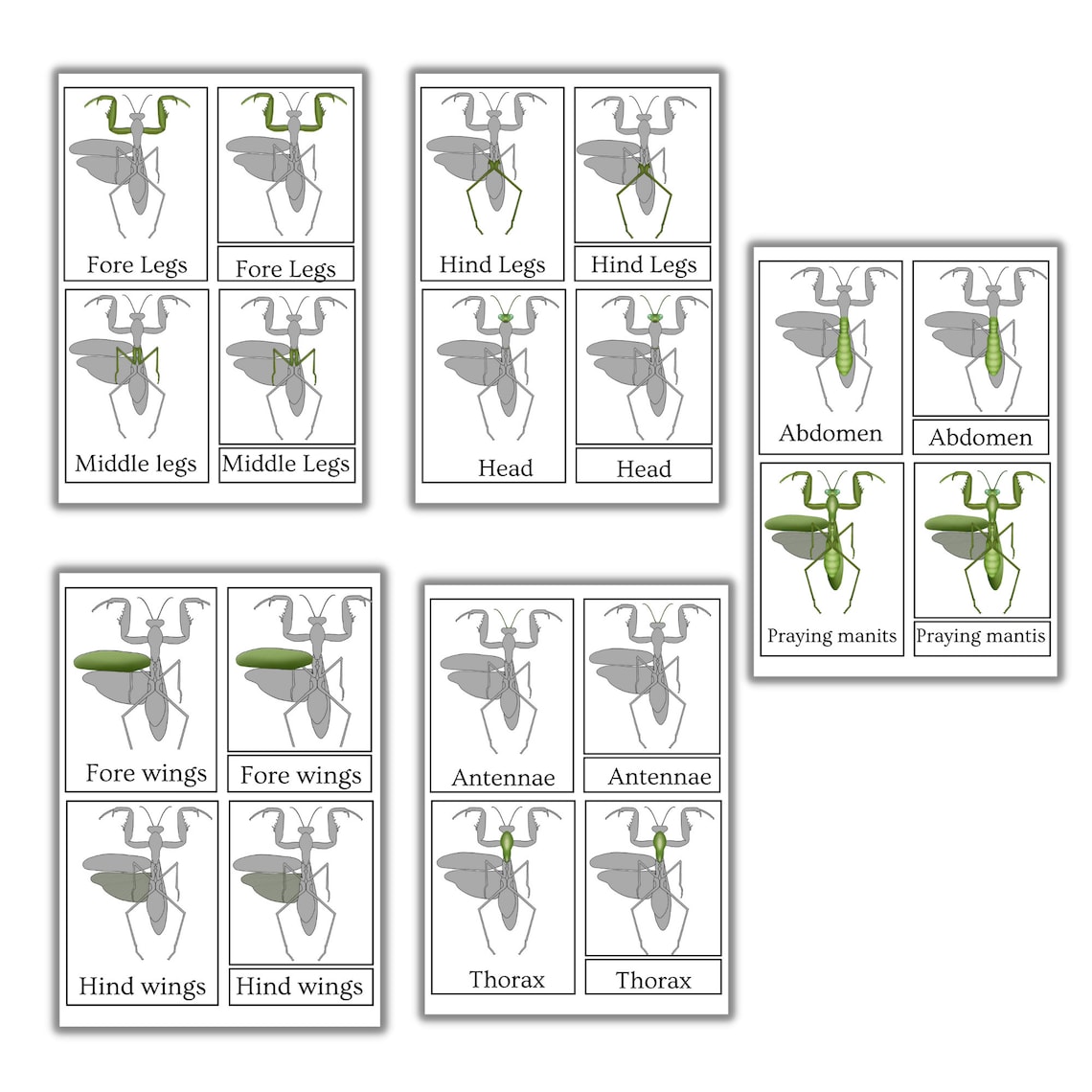 Praying Mantis Mini Unit Study, Praying Mantis Activities, Insects ...