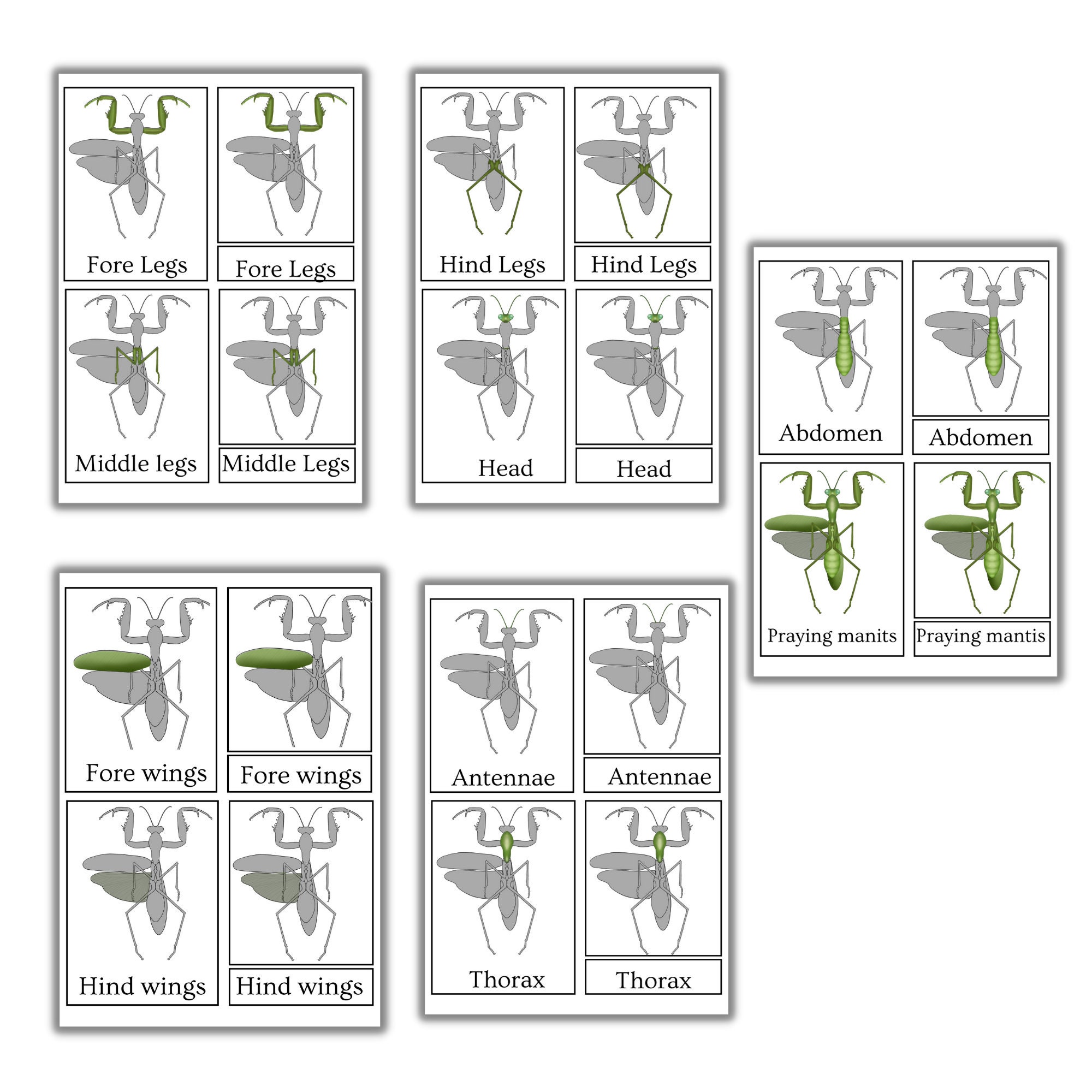 Praying Mantis Mini Unit Study, Praying Mantis Activities, Insects Study, Mini Beast - Etsy
