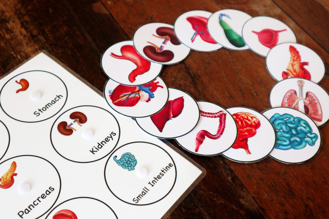 Human Organs Matching Printable Parts of Human Body Flash - Etsy