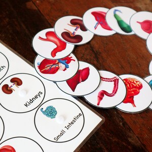 Human Organs Matching Printable, Parts of Human Body Flash Cards ...