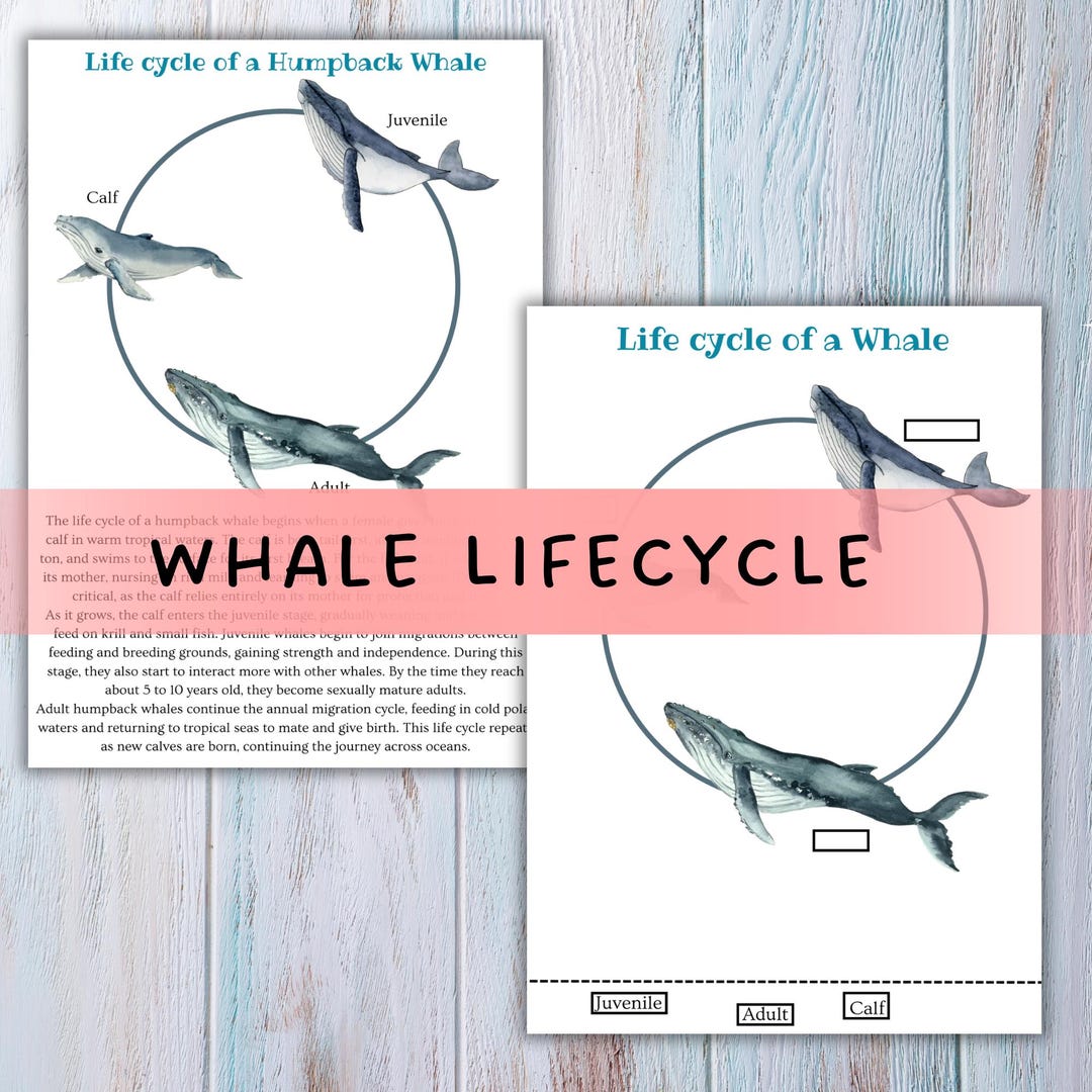 WHALE LIFE CYCLE; Whale Printable , Ocean Study, Whale Lesson - Etsy