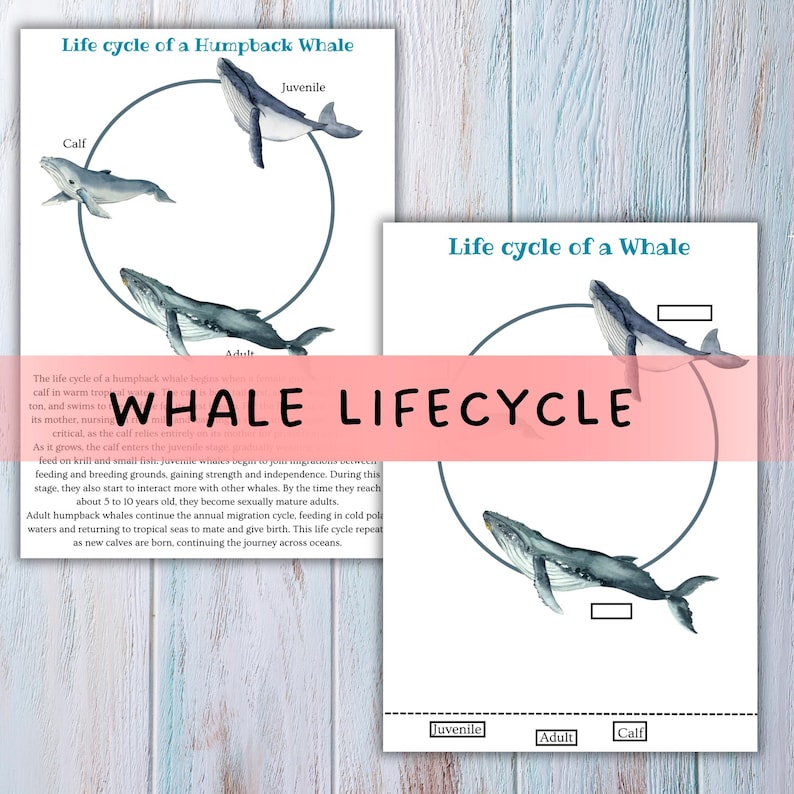 WHALE LIFE CYCLE; Whale Printable , Ocean Study, Whale Lesson - Etsy