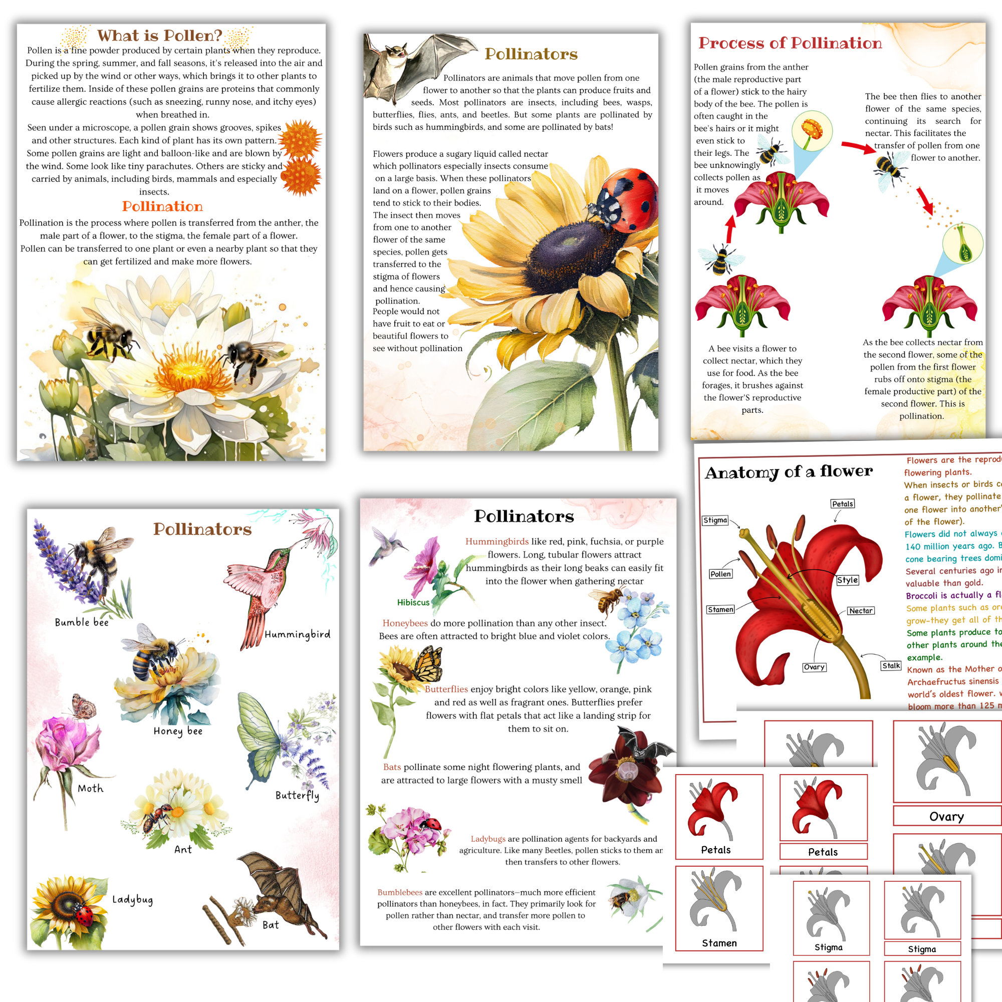 Pollinators Unit Study, Flower Anatomy, Pollination Process, Nature ...