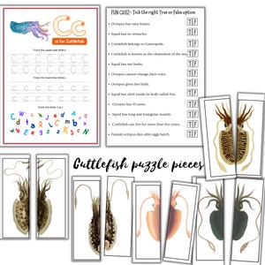 Mollusk Unit Study, Octopus Unit, Squid Unit, Cuttlefish Unit, Sea ...