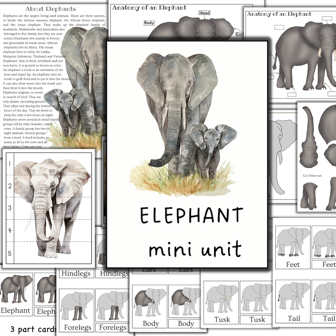 Elephant Mini Unit Study, Elephant Anatomy, Elephant Life Cycle ...