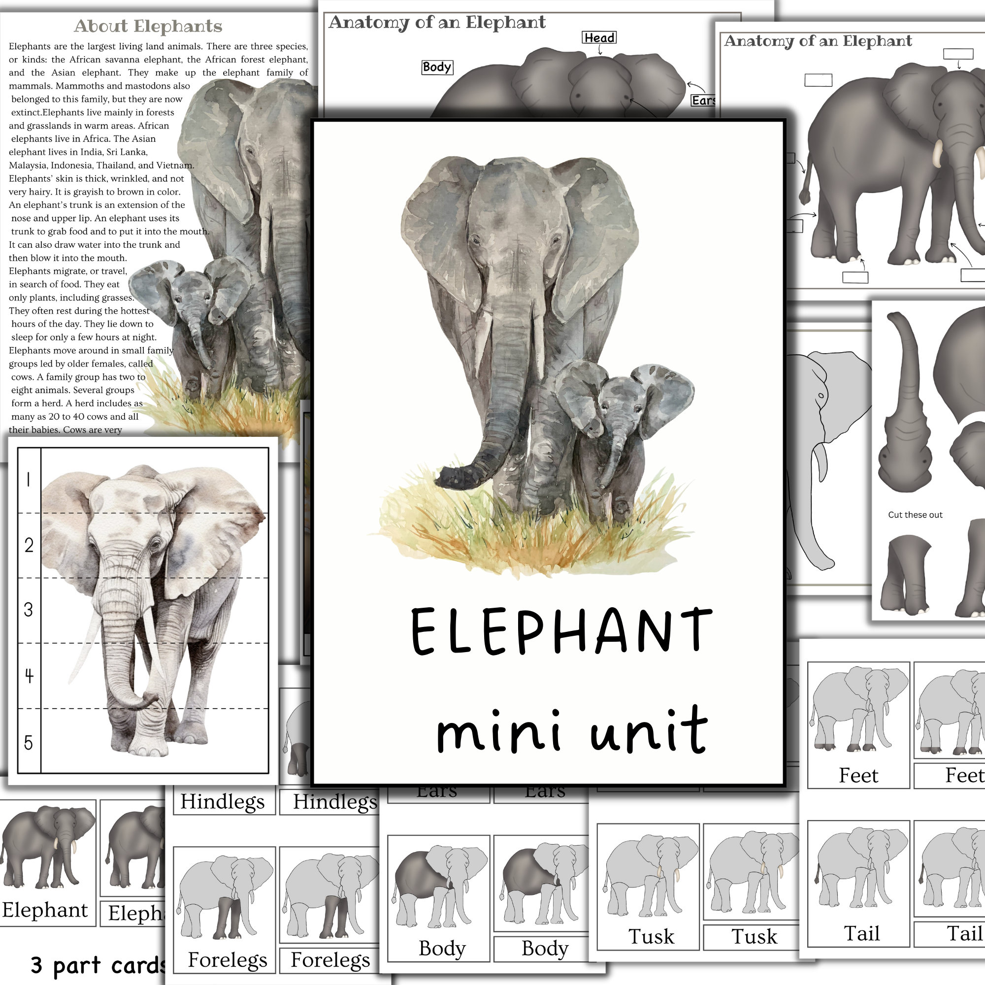 Elephant Mini Unit Study, Elephant Anatomy, Elephant Life Cycle ...