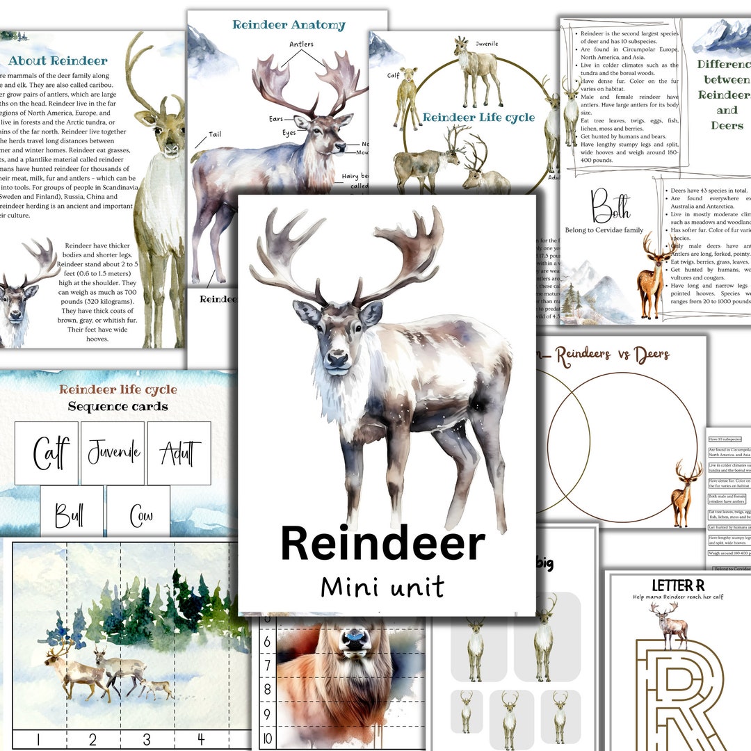 Reindeer Unit Study, Arctic Animals Activity, Reindeer Anatomy ...