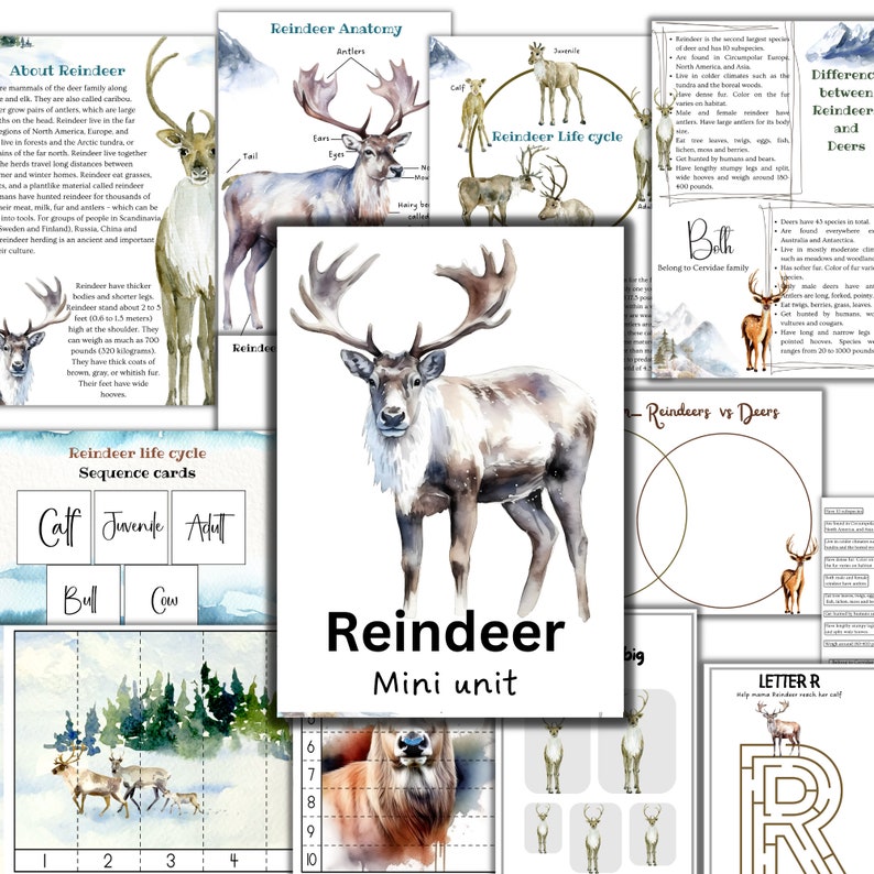 Reindeer Unit Study, Arctic Animals Activity, Reindeer Anatomy ...