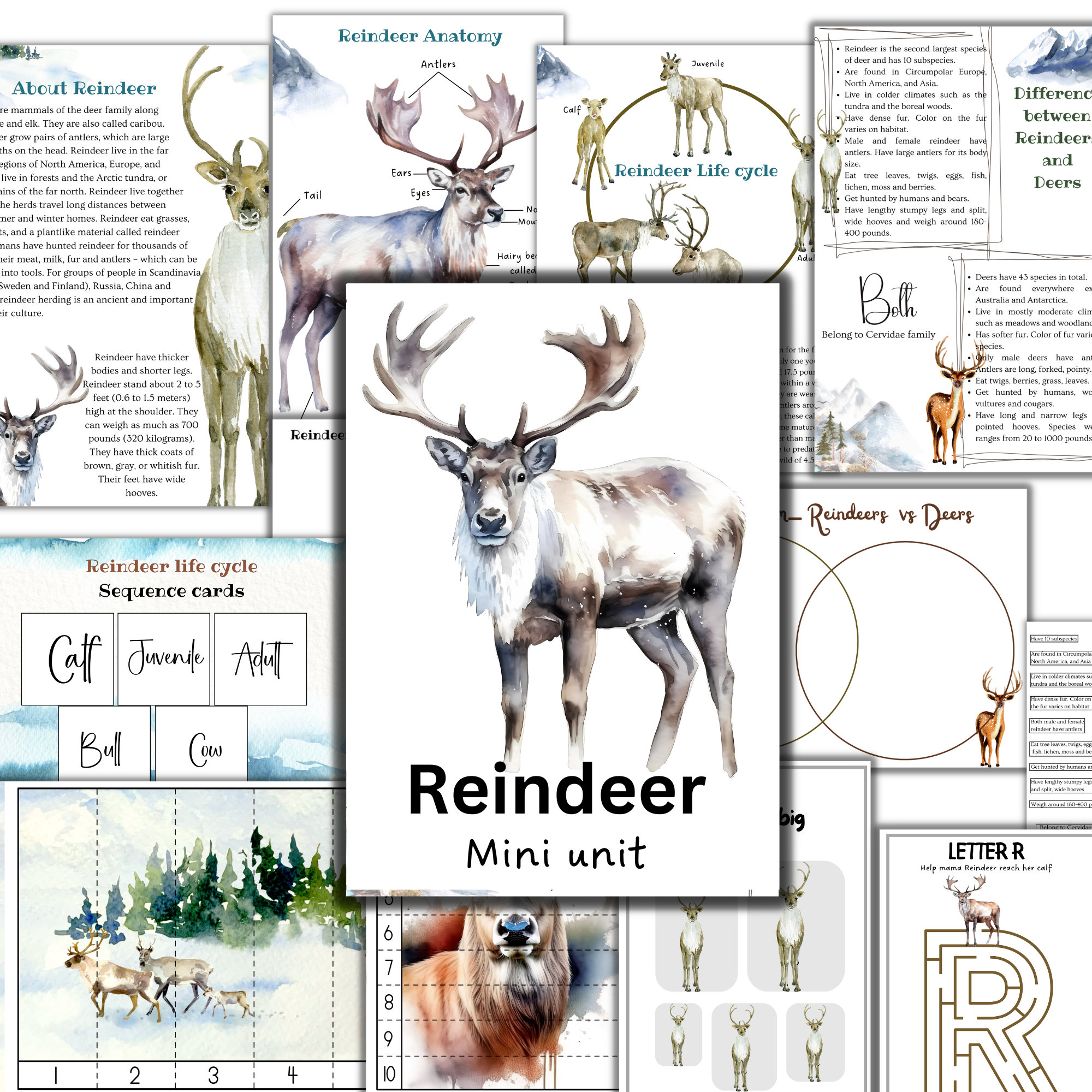 Reindeer Unit Study, Arctic Animals Activity, Reindeer Anatomy ...