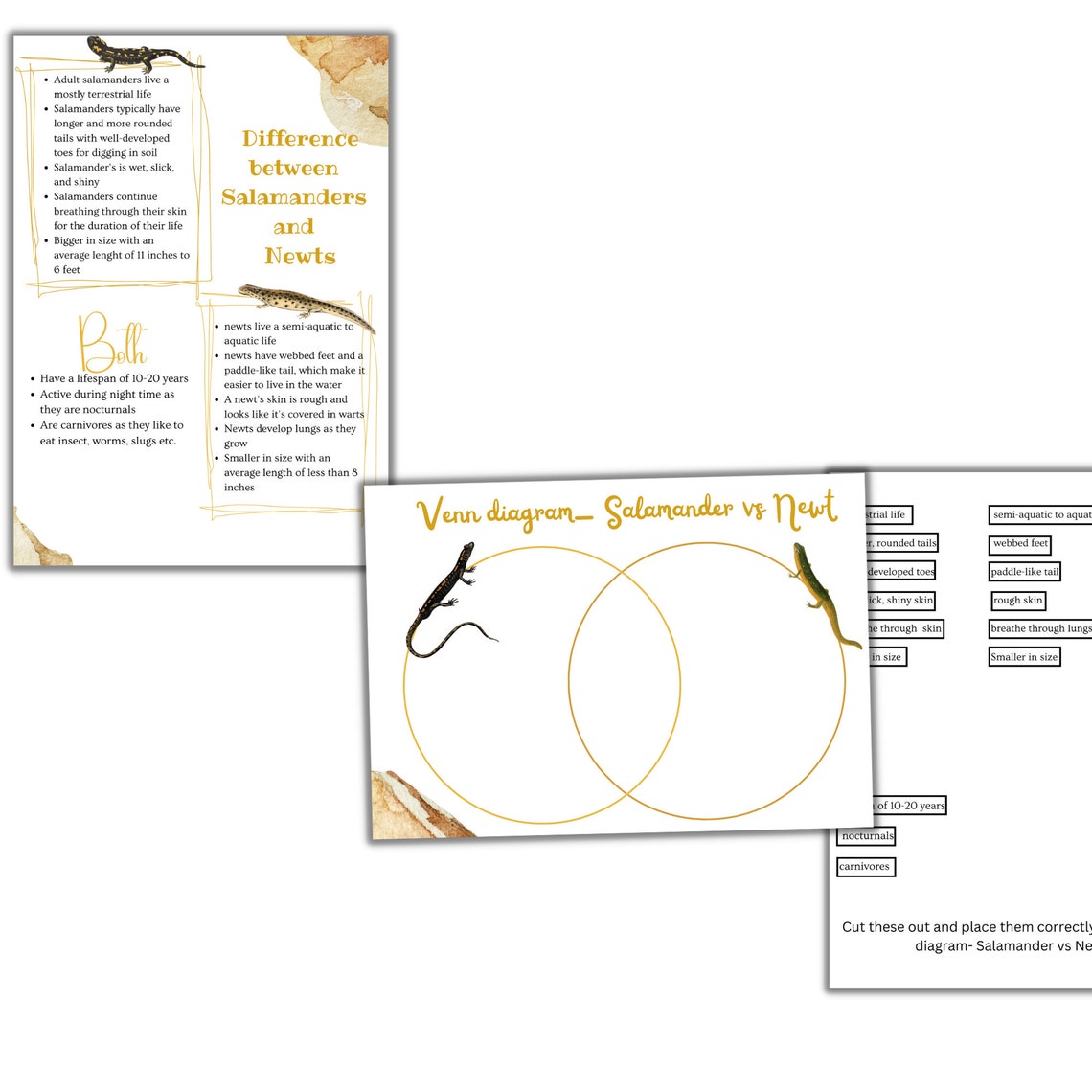 Salamander Mini Unit, Salamander Activities, Amphibians - Etsy