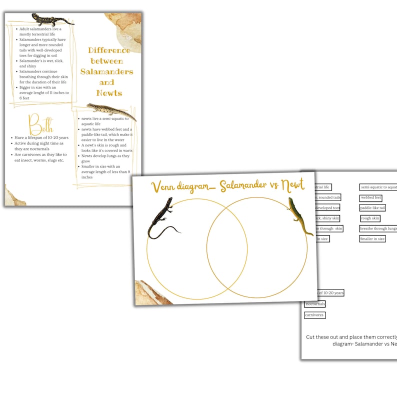 Salamander Mini Unit, Salamander Activities, Amphibians - Etsy