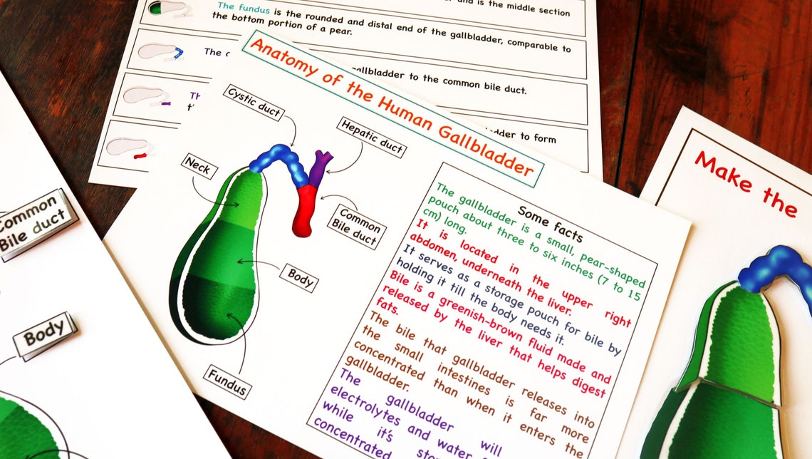 Human Gallbladder Anatomy Printable Activity Gallbladder - Etsy