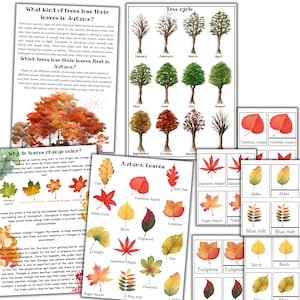 Fall Unit Study, Mushroom Unit Study, Corn Unit Study, Fox Unit Study ...