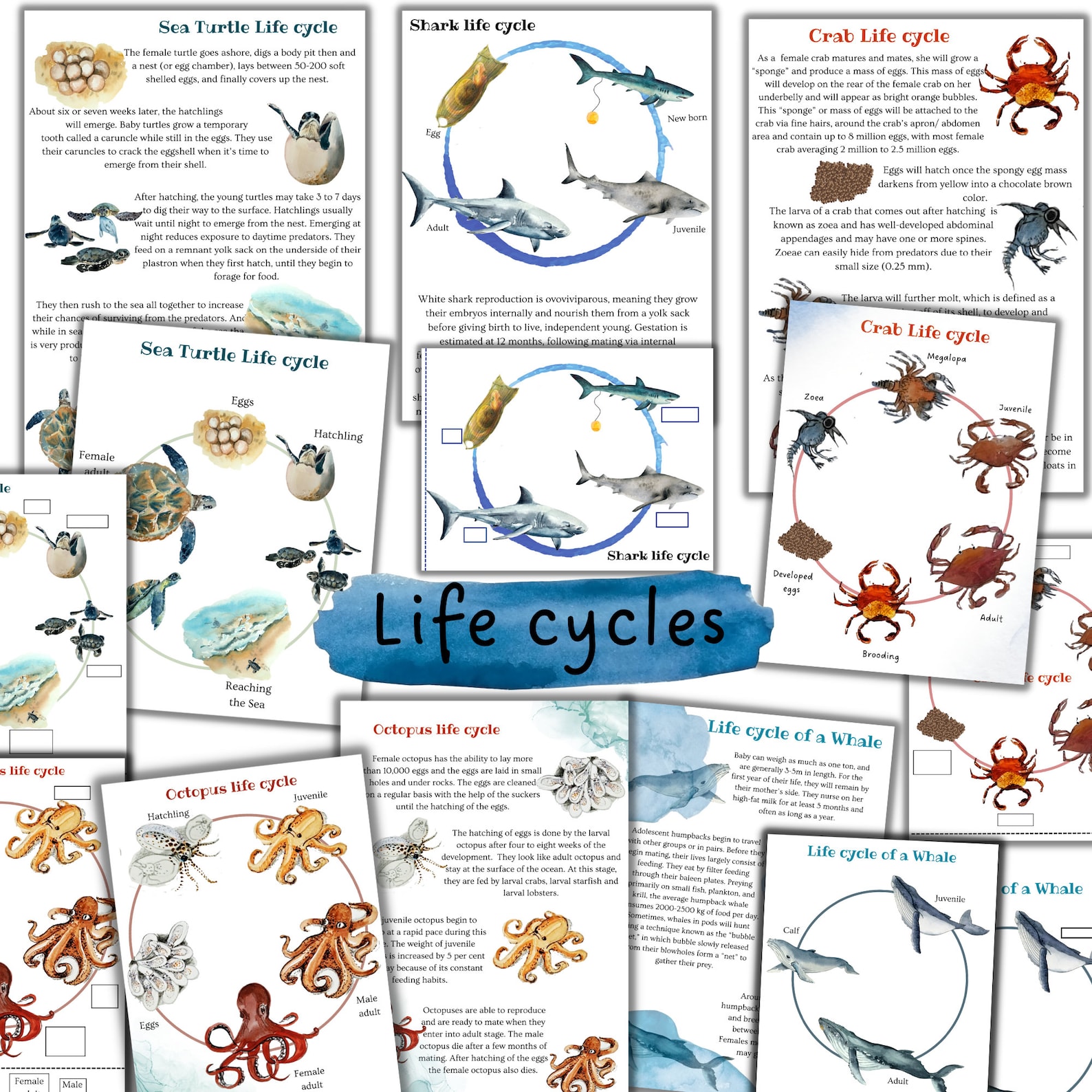 Ocean Unit Study, Ocean Layers, Ocean Animals Study, Ocean Families ...