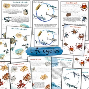 Ocean Unit Study, Ocean Layers, Ocean Animals Study, Ocean Families ...