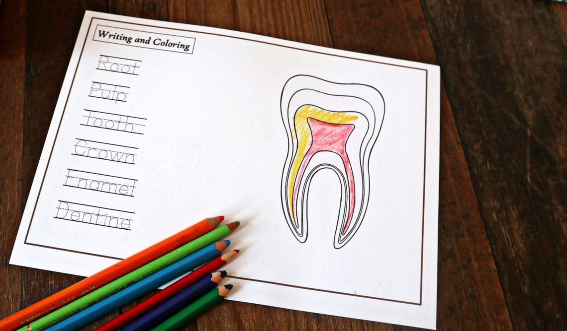 Human Tooth Anatomy Printable Activity Tooth Nomenclature - Etsy
