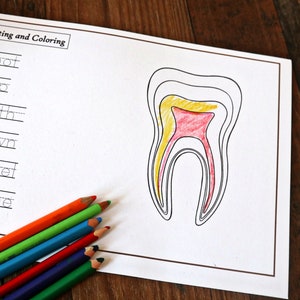 Human Tooth Anatomy Printable Activity, Tooth Nomenclature Cards ...