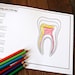 Human Tooth Anatomy Printable Activity, Tooth Nomenclature Cards ...