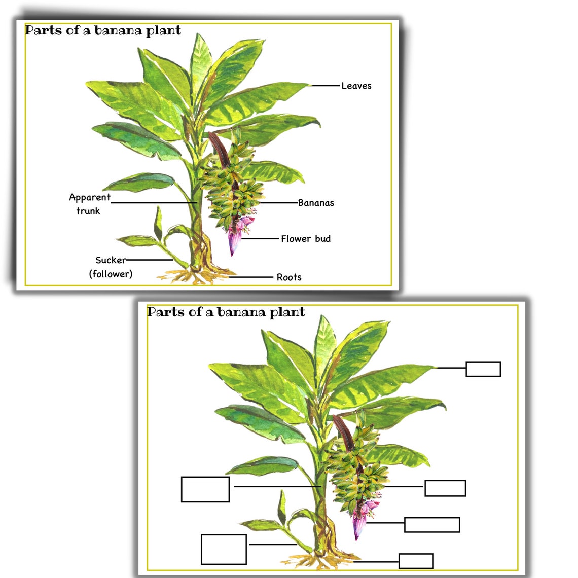 Banana Unit Study, Banana Life Cycle , Parts of Banana Plant, Banana ...