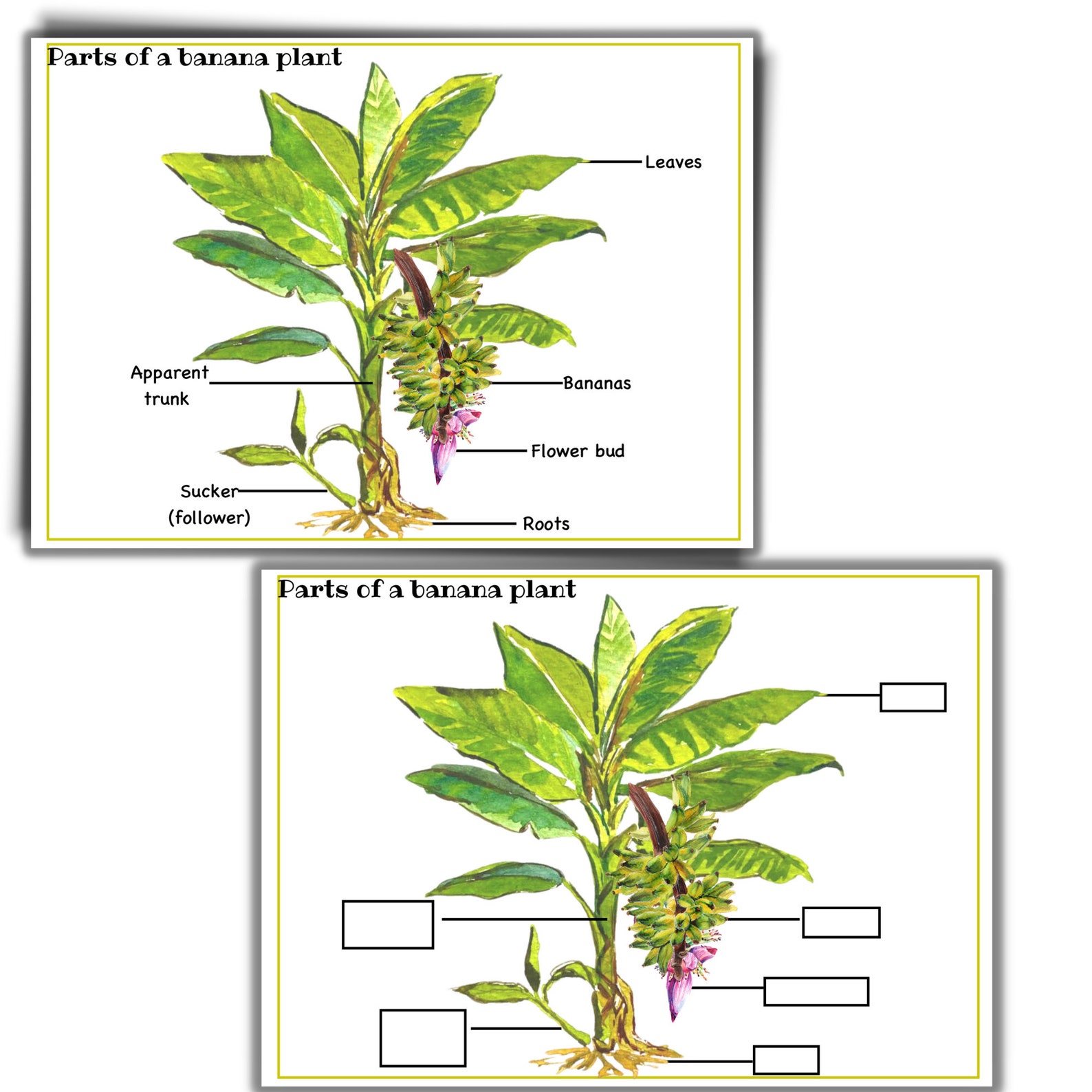 Banana Unit Study, Banana Life Cycle , Parts of Banana Plant, Banana ...