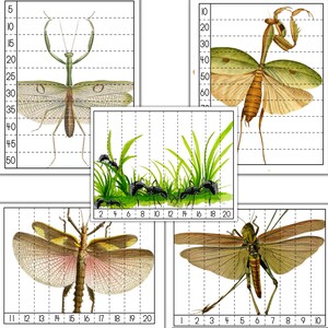 Insects Unit Study, Mini Beast Study, Grasshopper Unit, Ant Unit, Praying Mantis Anatomy ...