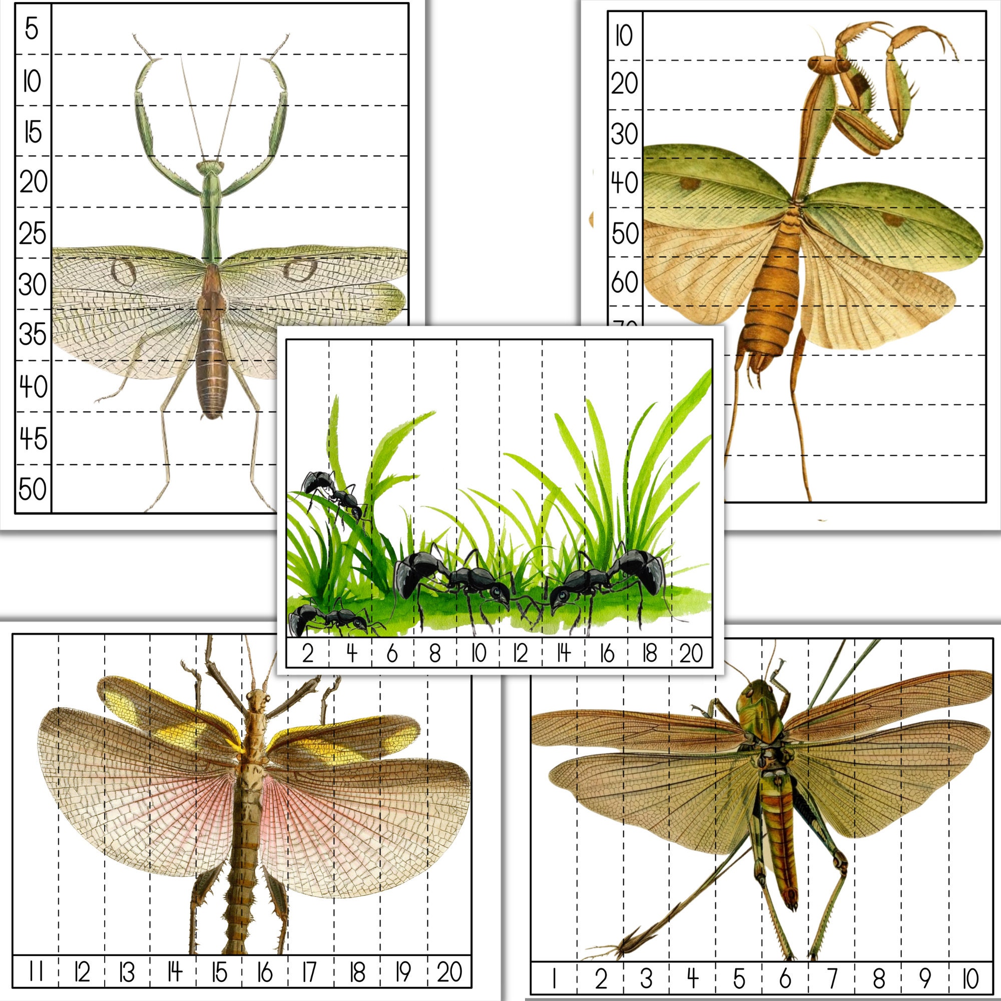 Insects Unit Study, Mini Beast Study, Grasshopper Unit, Ant Unit ...