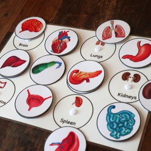 Human Organs Matching Printable, Parts of Human Body Flash Cards ...
