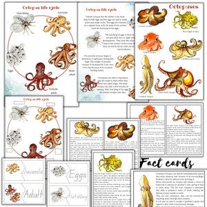 Mollusk Unit Study, Octopus Unit, Squid Unit, Cuttlefish Unit, Sea ...