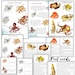 Mollusk Unit Study Octopus Unit Squid Unit Cuttlefish Unit - Etsy