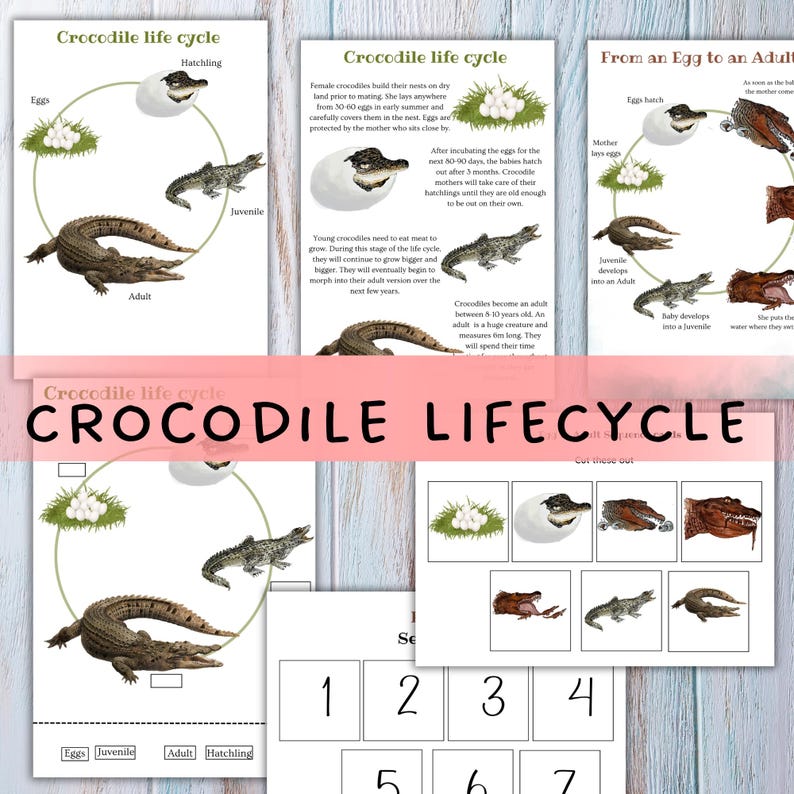 CROCODILE LIFE CYCLE, Crocodile Printable, Reptiles Unit - Etsy