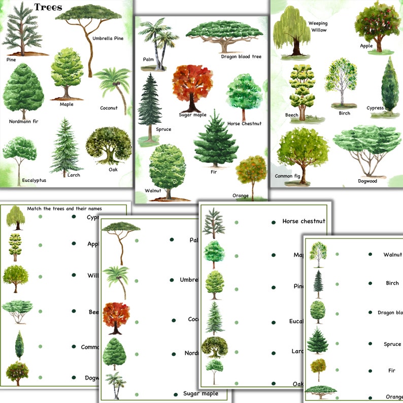 Trees Leaves Unit Study Tree Forms Parts of a Tree Parts of - Etsy