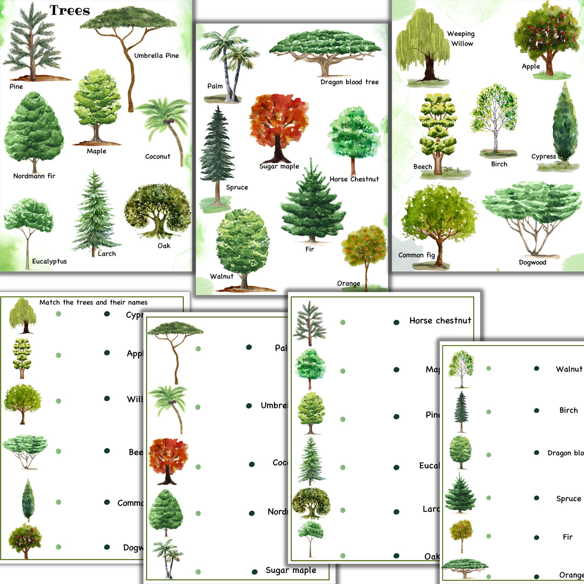 Trees Leaves Unit Study Tree Forms Parts of a Tree Parts of - Etsy