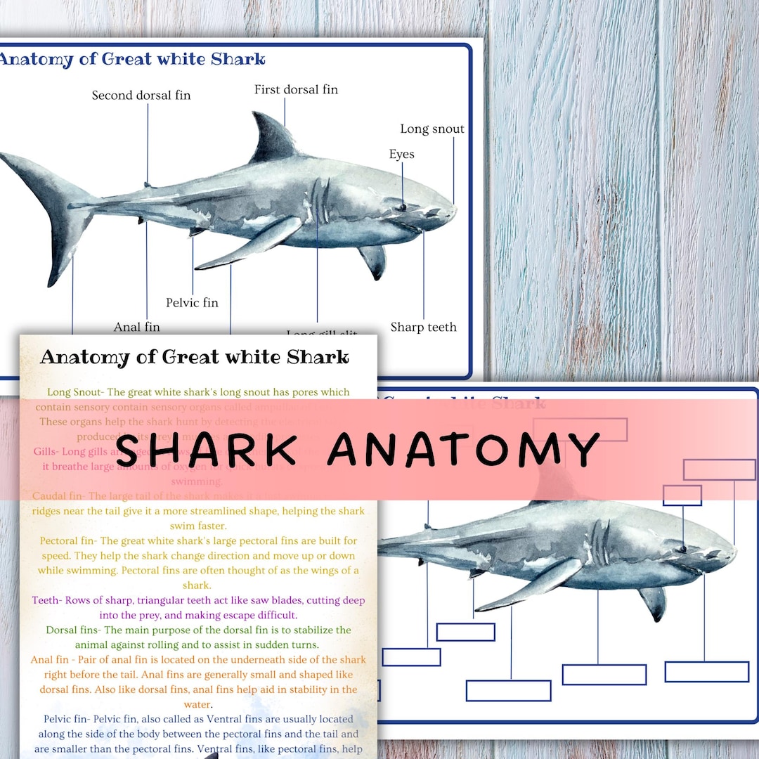 Shark Anatomy, Shark Printable, Shark Unit, Fish Homeschool - Etsy