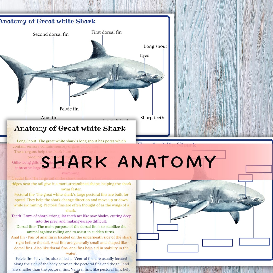 Shark Anatomy, Shark Printable, Shark Unit, Fish Homeschool - Etsy