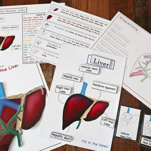 Human Liver Anatomy Printable Activity, Liver Puzzle, Liver ...