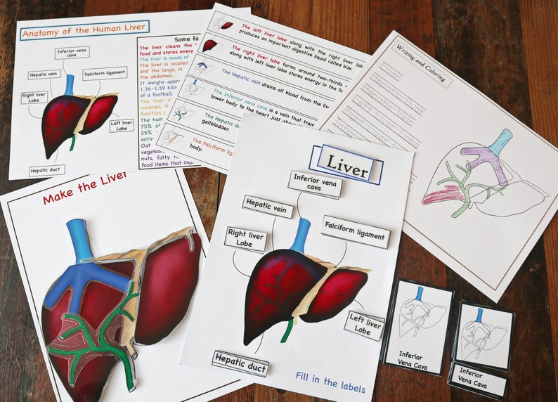 Human Liver Anatomy Printable Activity, Liver Puzzle, Liver ...