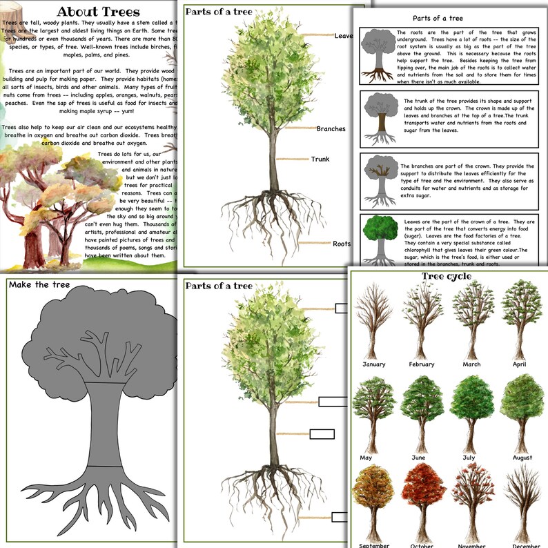 Trees Leaves Unit Study Tree Forms Parts of a Tree Parts of - Etsy
