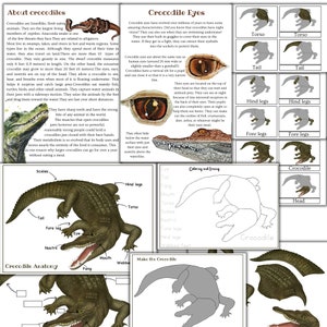Reptiles Unit Study, Crocodile Unit Study, Turtle Unit Study, Reptiles ...