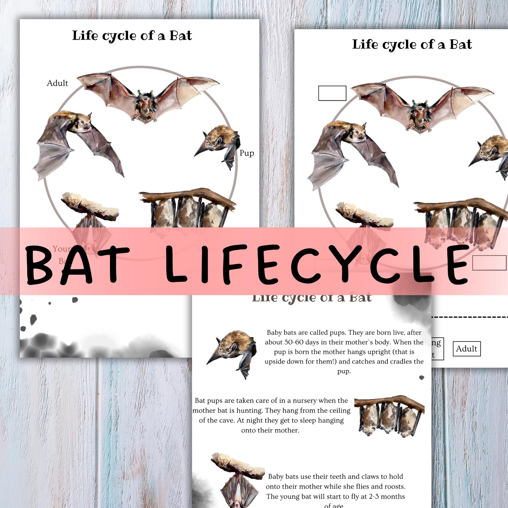 BAT LIFE CYCLE, Mammal Lesson, Lesson Plan, Homeschool Printable - Etsy