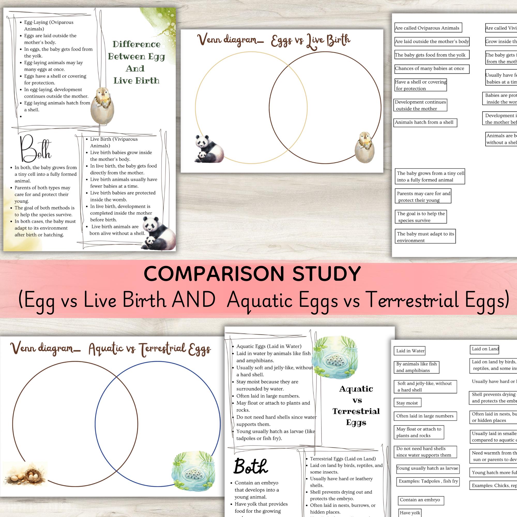 EGG UNIT STUDY, Egg Anatomy, Nature Study, Spring Study, Homeschool ...
