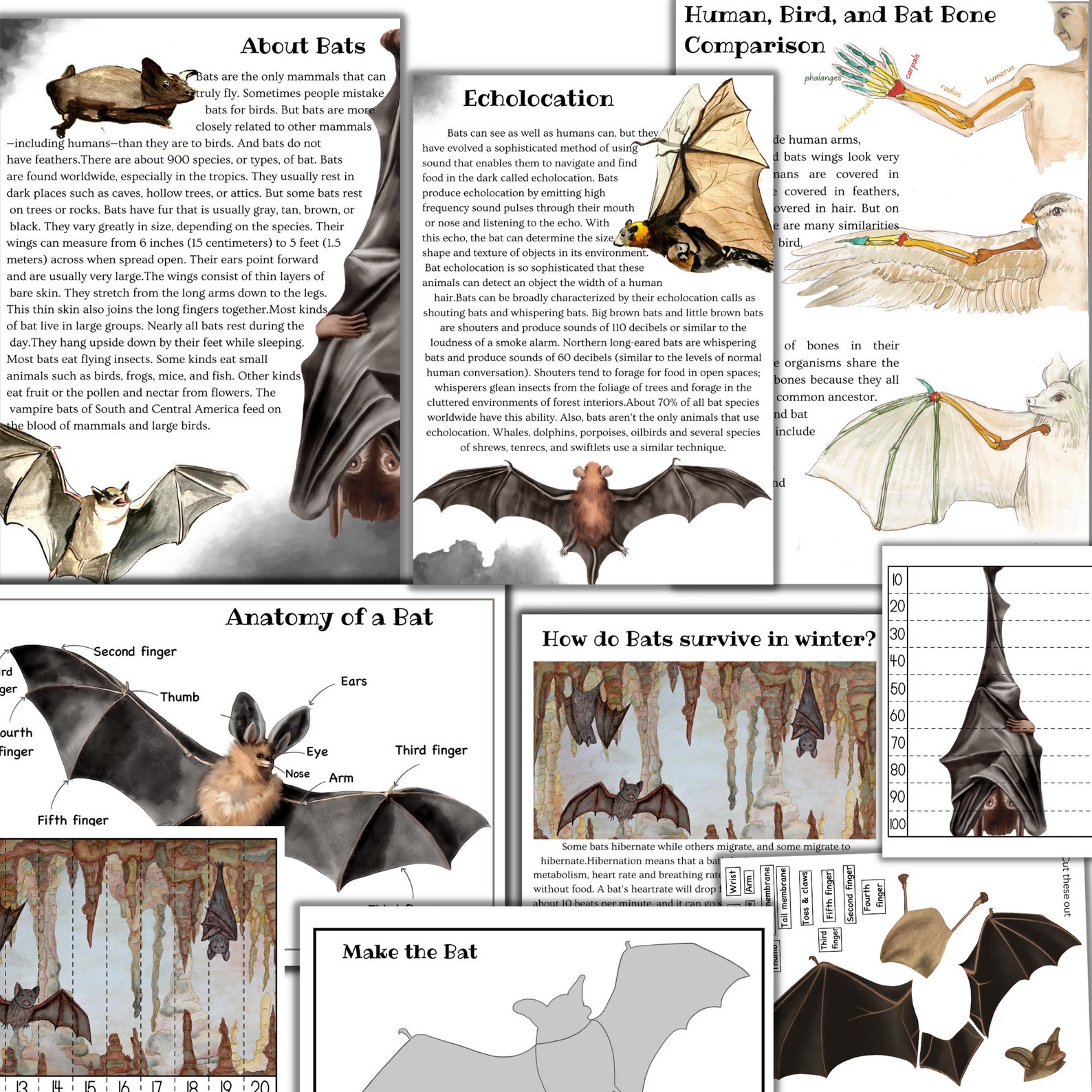 Mammals Unit Study, Elephant Unit Study, Bat Unit Study, Whale Unit ...