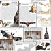 Mammals Unit Study, Elephant Unit Study, Bat Unit Study, Whale Unit ...