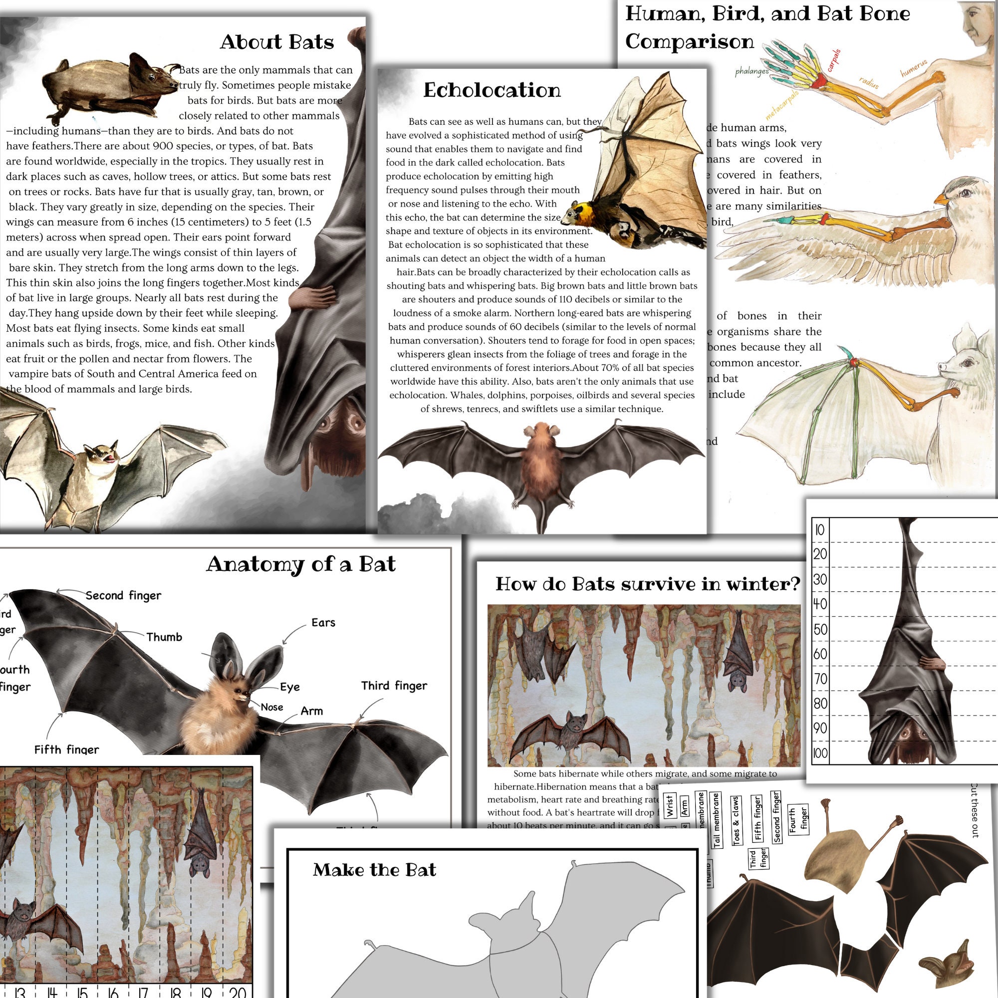 Mammals Unit Study Elephant Unit Study Bat Unit Study Whale - Etsy