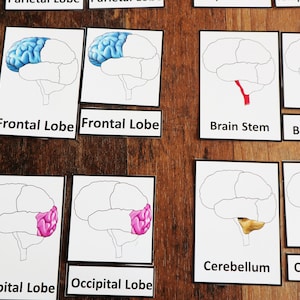 Human Brain Anatomy Printable Activity, Brain Puzzle, Brain ...